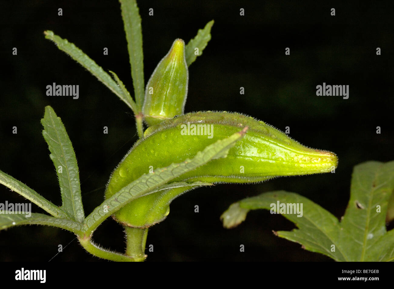 Okra seed hi-res stock photography and images - Alamy