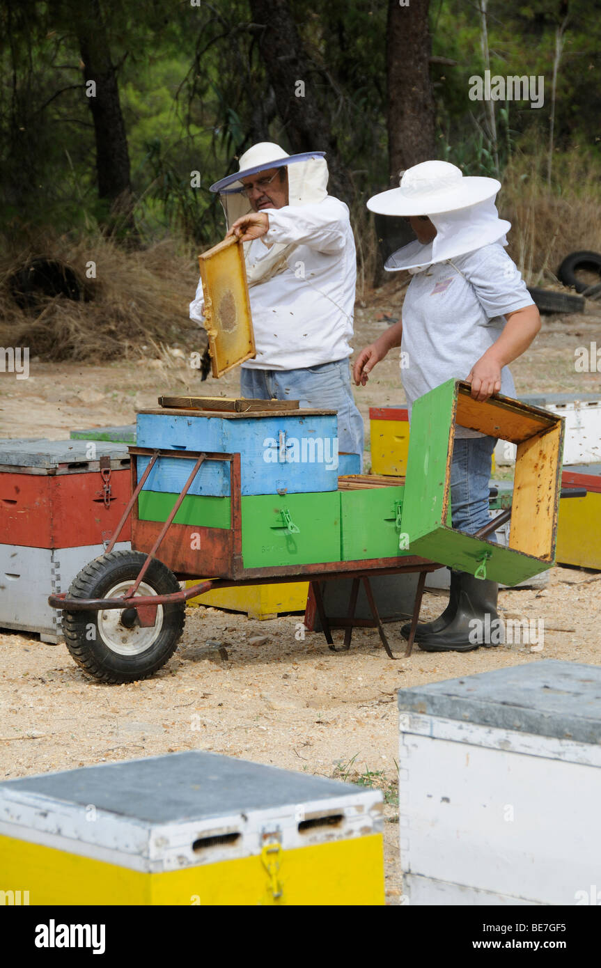 Beekeepers collecting honey from colourful beehives situated close to ...