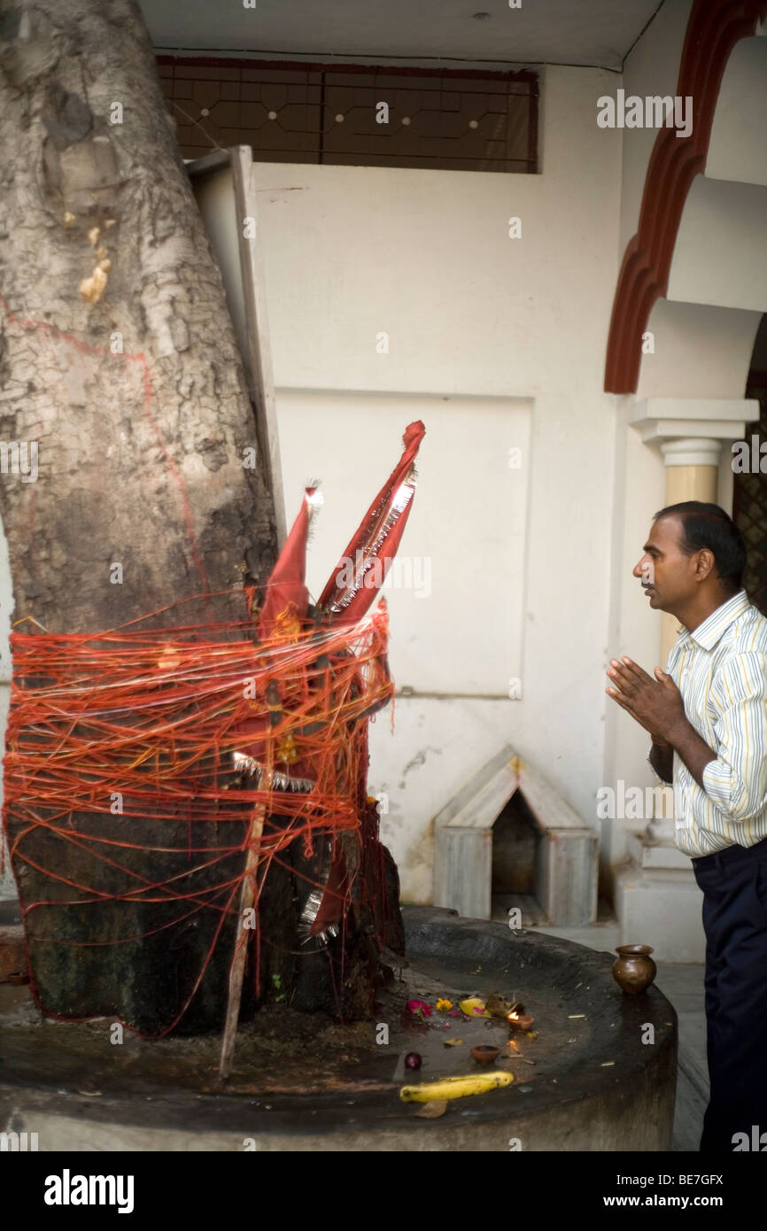 India trunk tree hi-res stock photography and images - Alamy