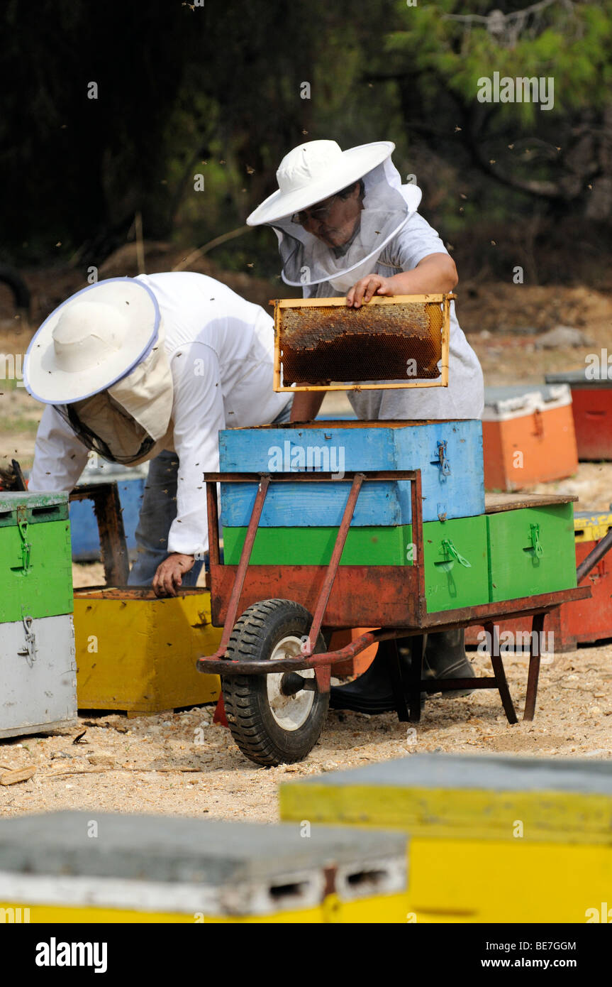 Beekeeping outfit hi-res stock photography and images - Alamy
