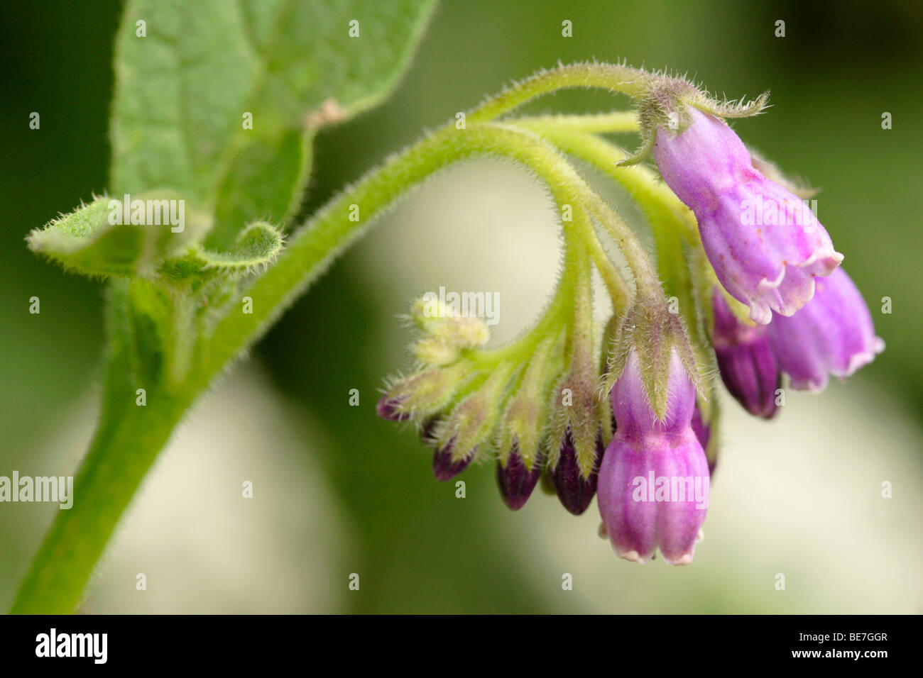 Comfrey flowers (Symphytum officinalis), England, UK Stock Photo - Alamy