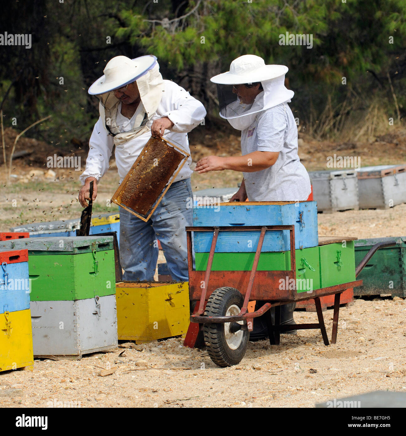 Beekeepers collecting honey from colourful beehives situated close to ...