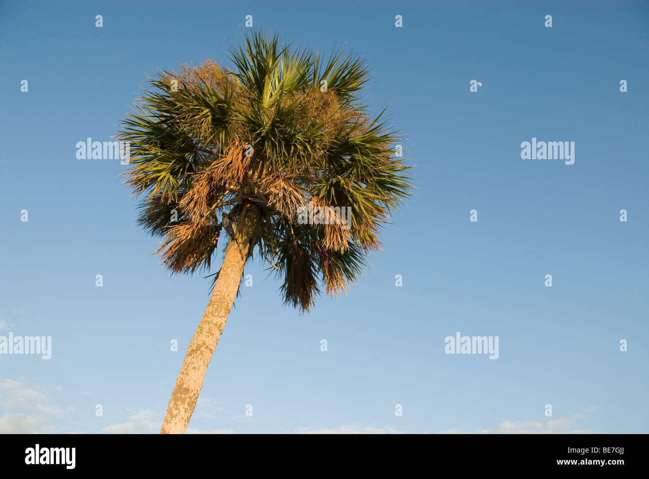Single palm tree Stock Photo - Alamy