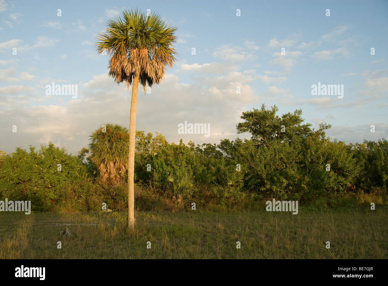 Single palm tree Stock Photo - Alamy