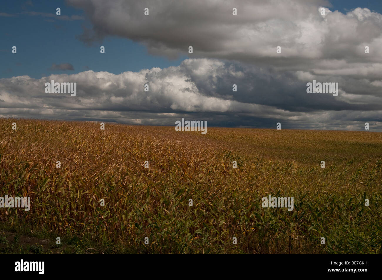 Fields of corn hi-res stock photography and images - Alamy
