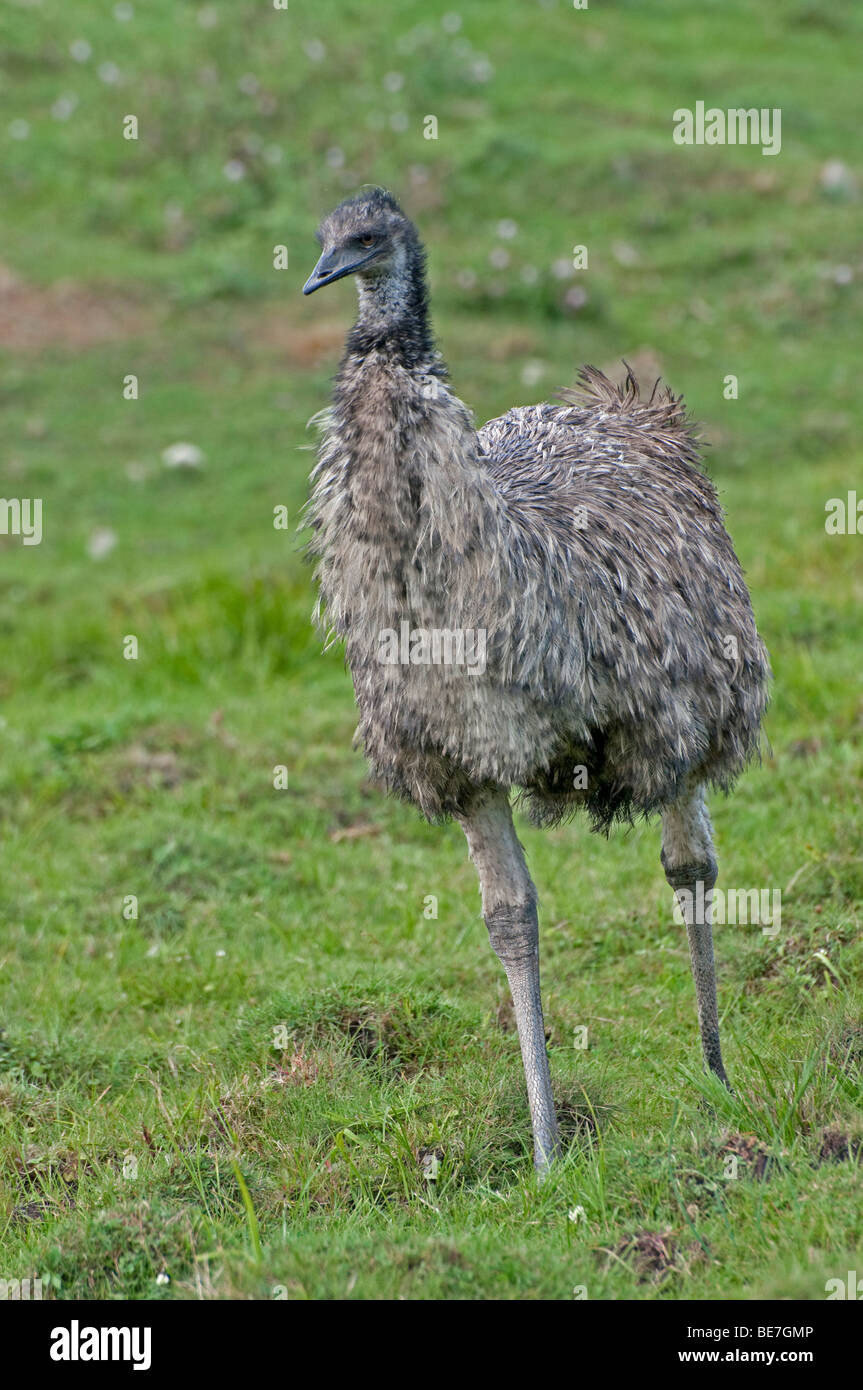A Rhea at a nature park Stock Photo - Alamy