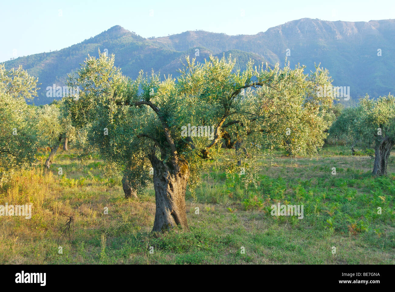 Olive tree Thassos Stock Photo - Alamy