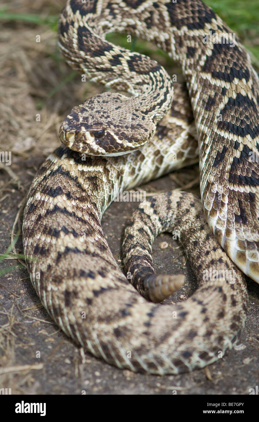 Eastern Diamondback Snake High Resolution Stock Photography and Images ...