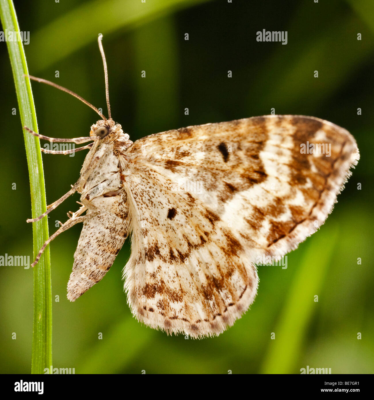 Geometer moth hi-res stock photography and images - Alamy