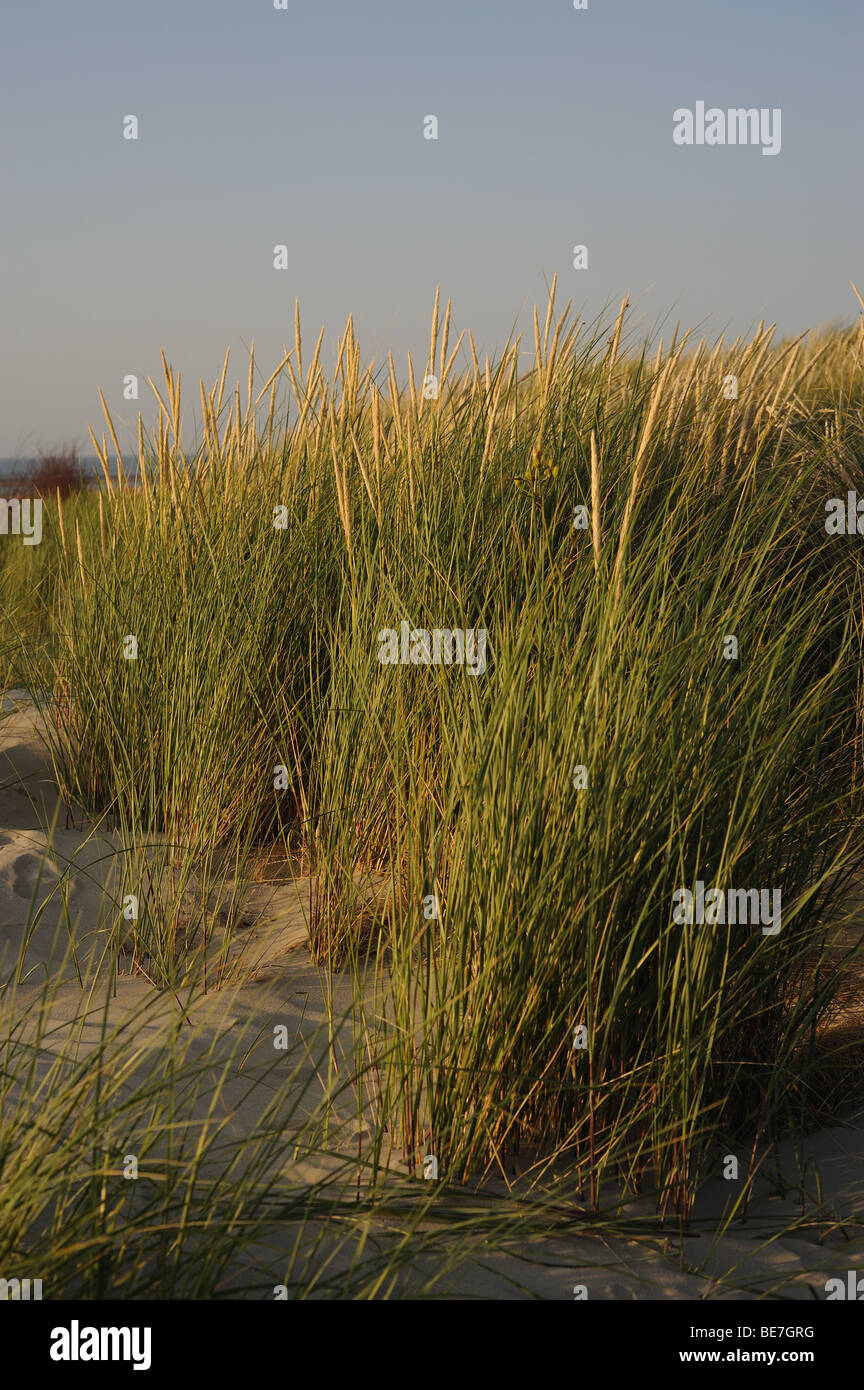 Dunes on a Norh Sea isand Stock Photo - Alamy