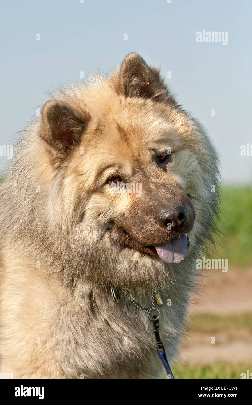 Eurasier dog hi-res stock photography and images - Alamy