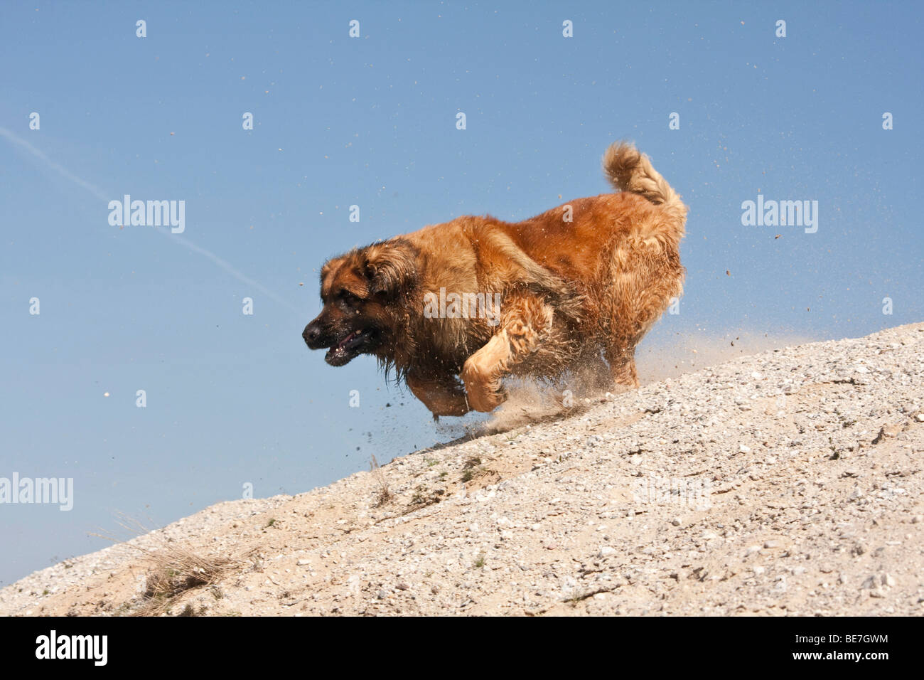 Leonberger hund hi-res stock photography and images - Alamy