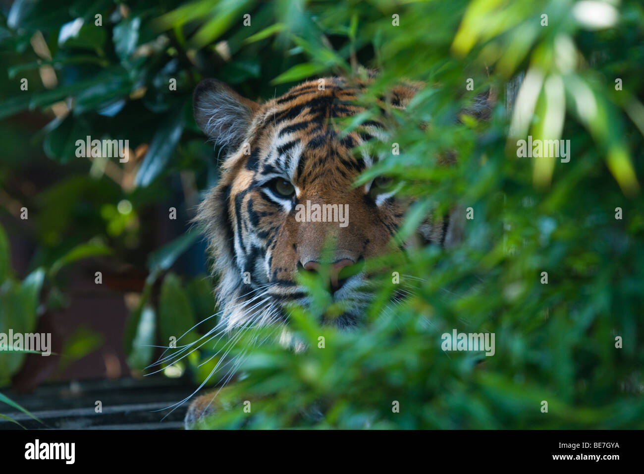 Tiger hiding in bushes hi-res stock photography and images - Alamy