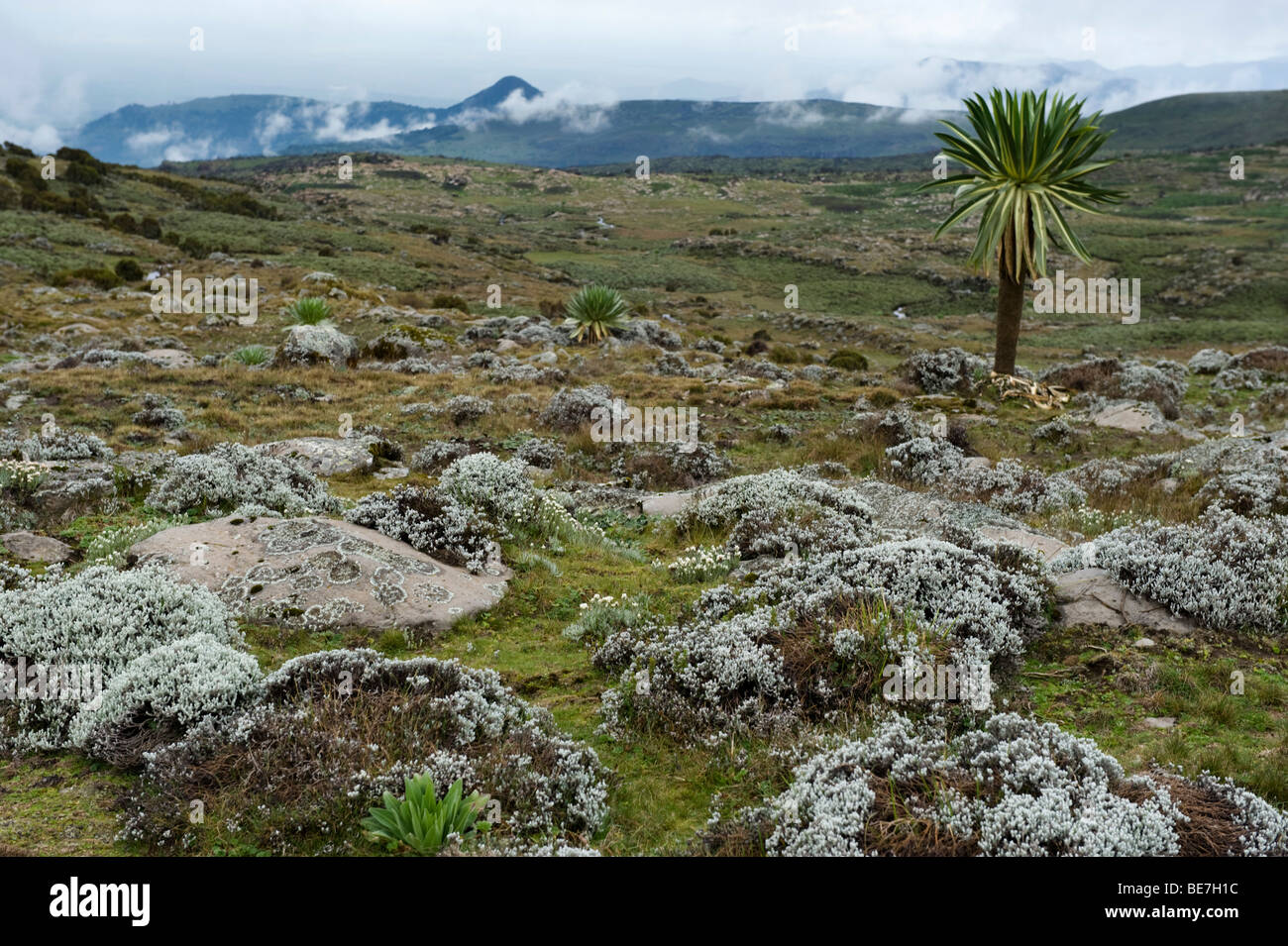 Afro alpine moorland vegetation ethiopia hi-res stock photography and ...