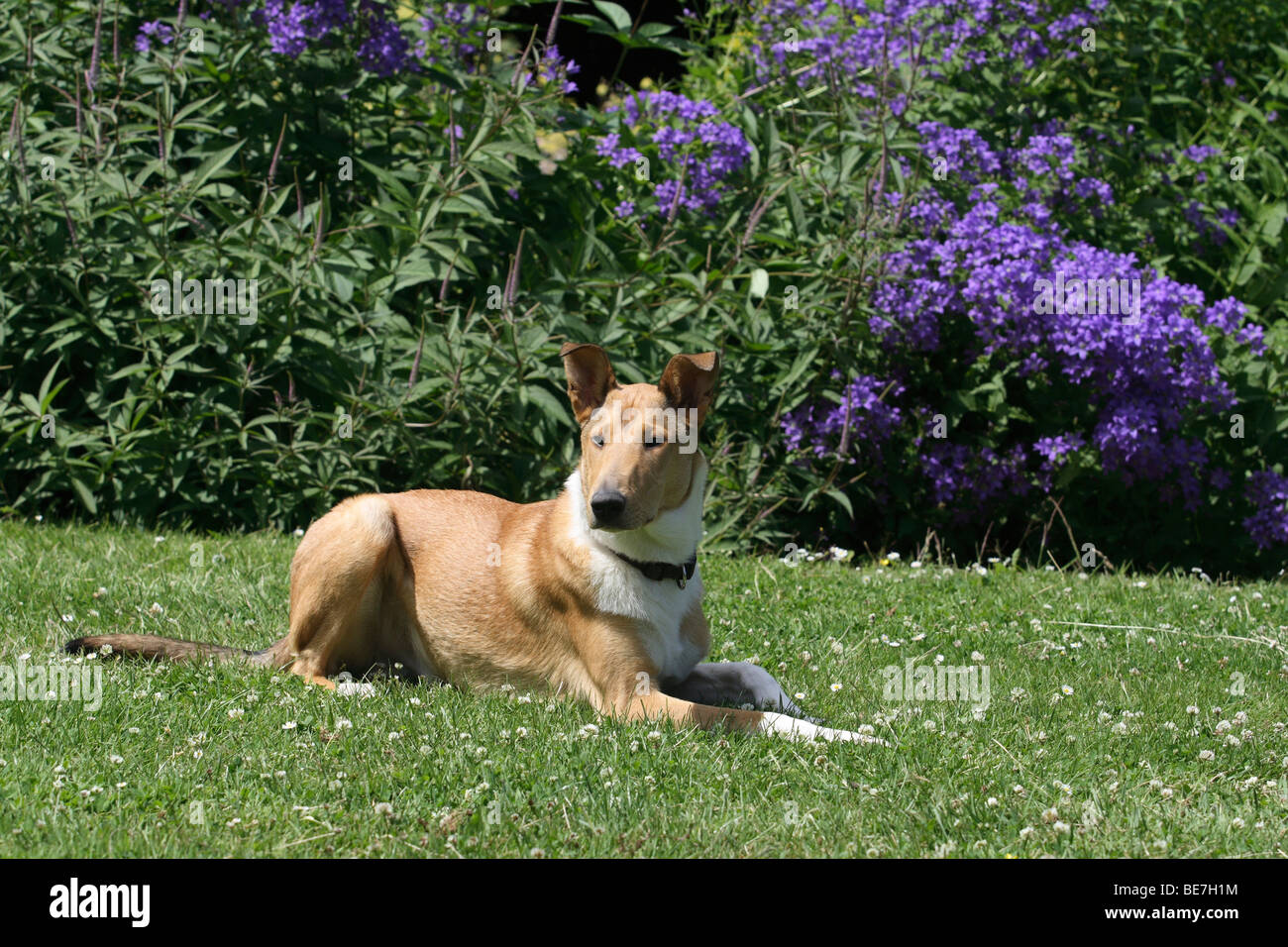 Short haired collie hi-res stock photography and images - Alamy