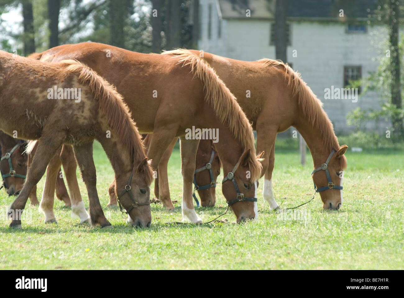 3 animals hi-res stock photography and images - Alamy