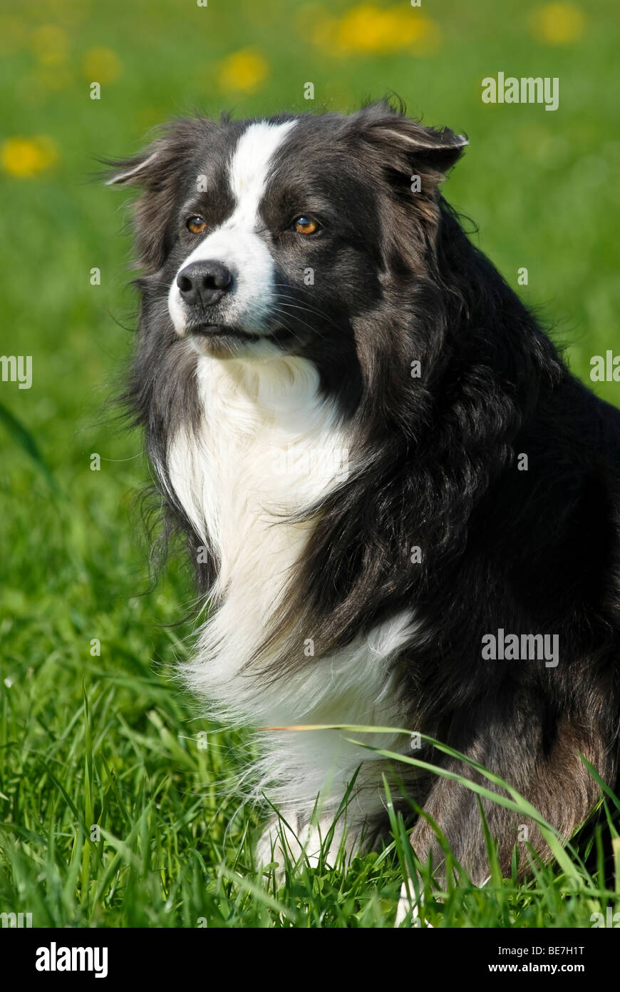 Border Collie sitting Stock Photo - Alamy