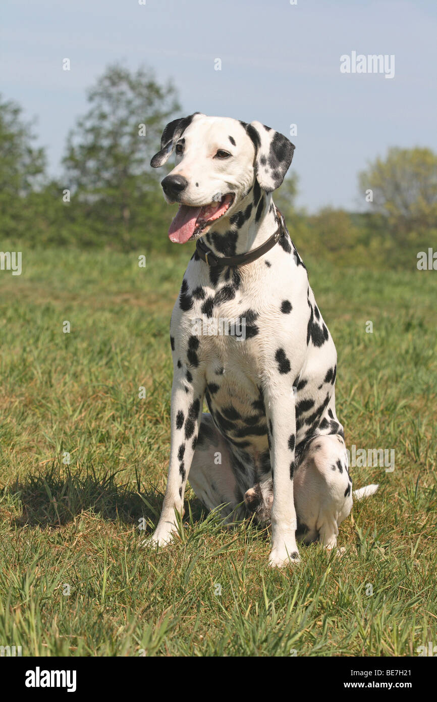 Dalmatian sitting on a lawn Stock Photo - Alamy