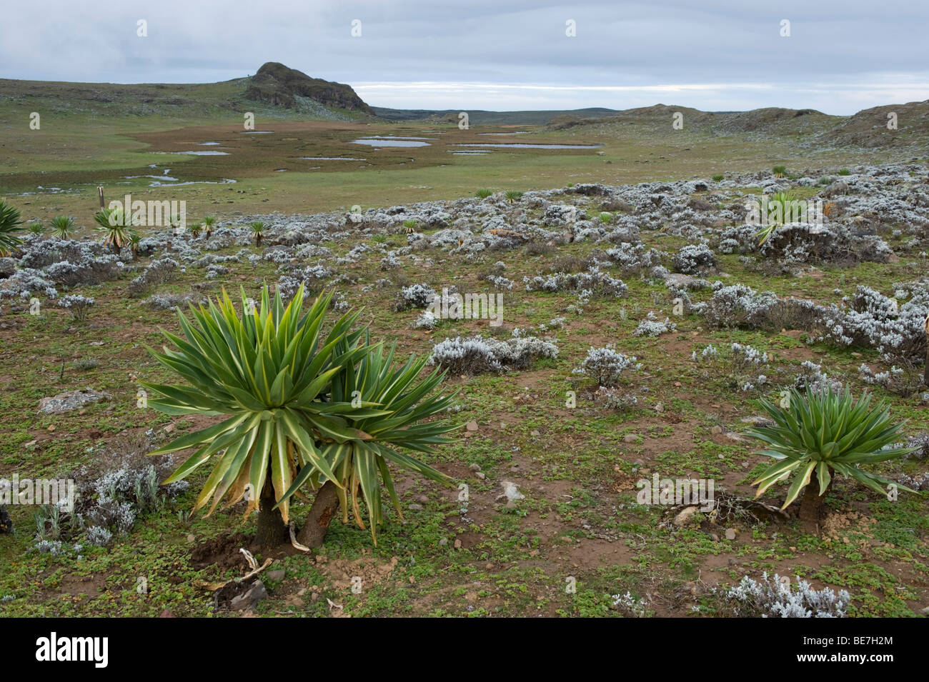 Afro-alpine moorland at 4000m altitude, Sanetti plateau, Bale Mountains ...