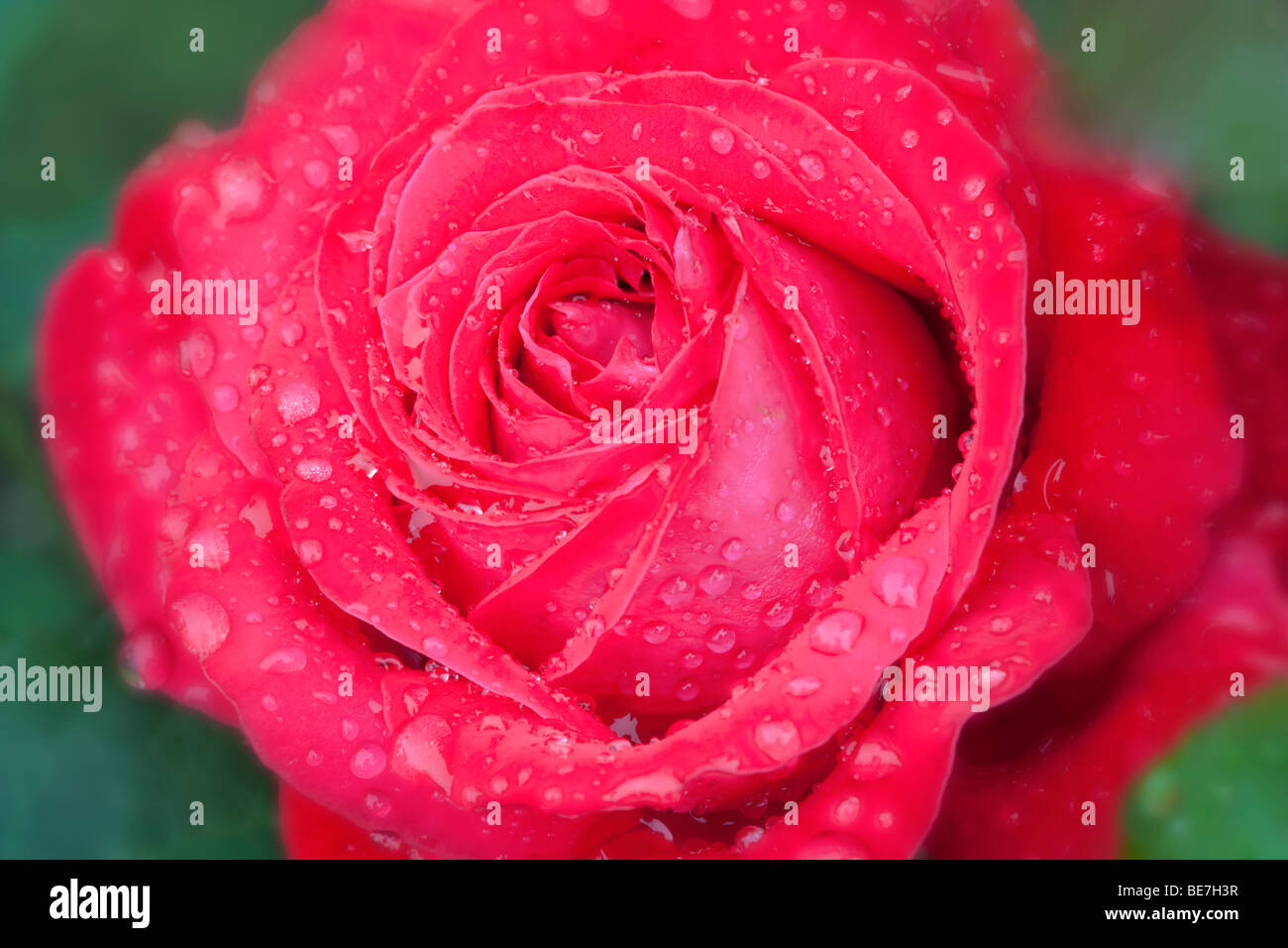 Rose red blooms hi-res stock photography and images - Alamy