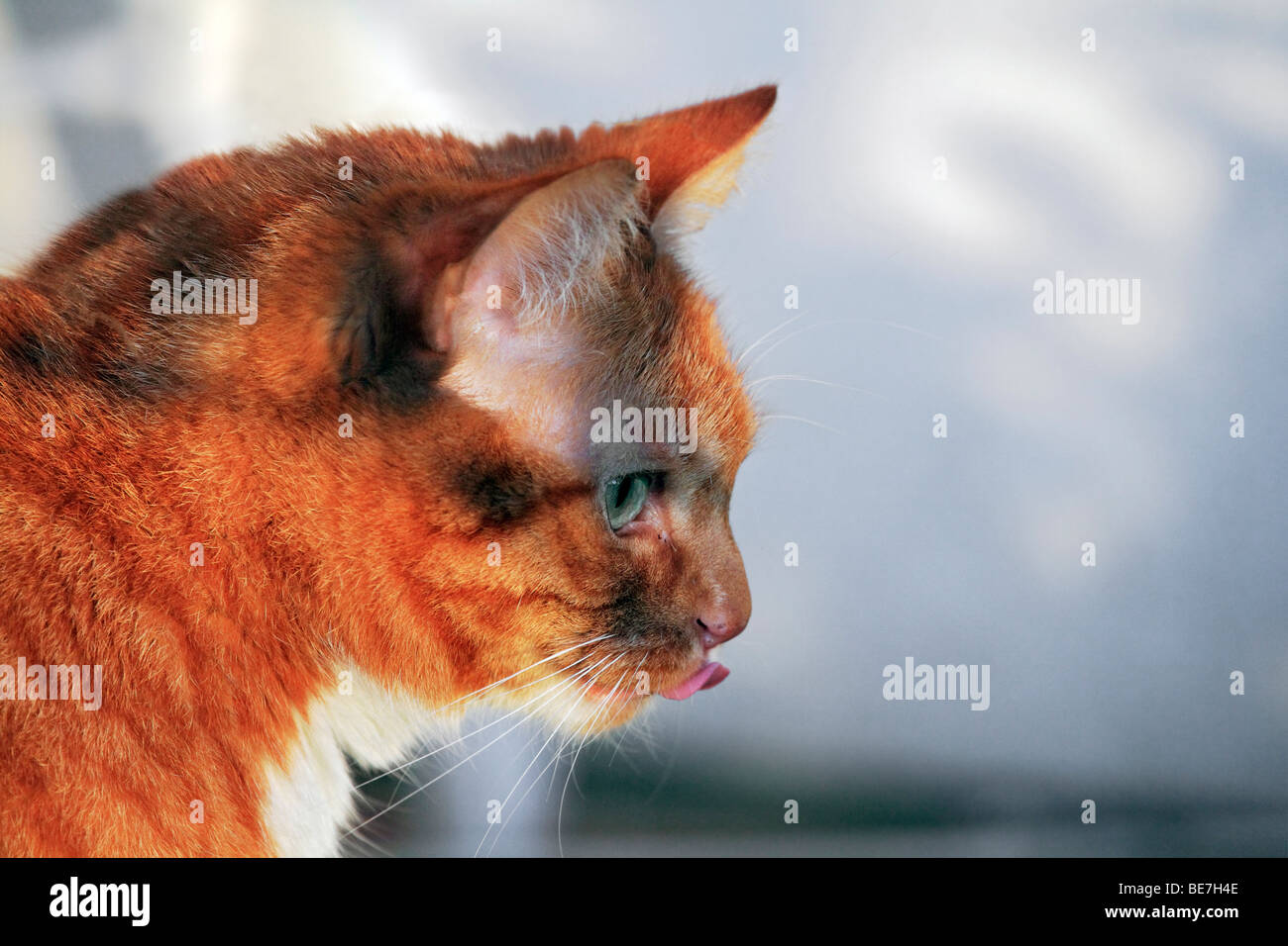 red tabby cat, portrait Stock Photo - Alamy