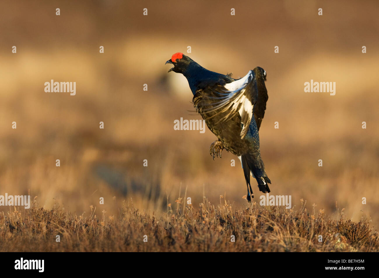 Black Grouse (Lyrurus tetrix), cock jumping, flapping it's wings ...