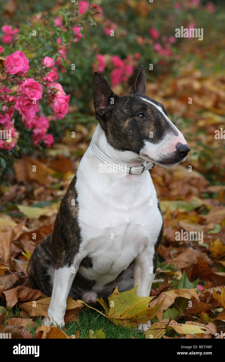 Bullterrier sitzen hi-res stock photography and images - Alamy