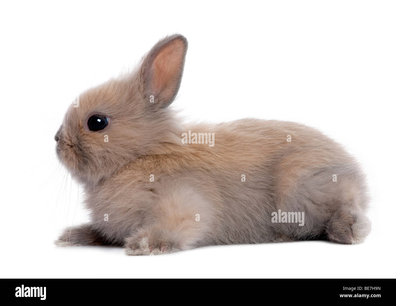 Brown baby rabbit, 5 weeks old in front of a white background, studio ...