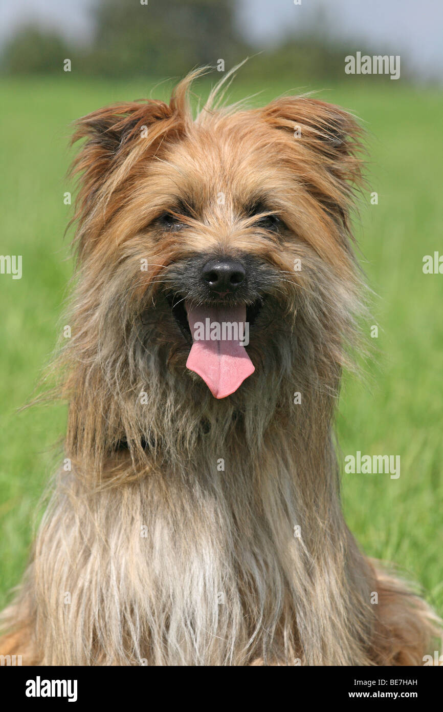 Pyrenean Shepherd, portrait Stock Photo - Alamy