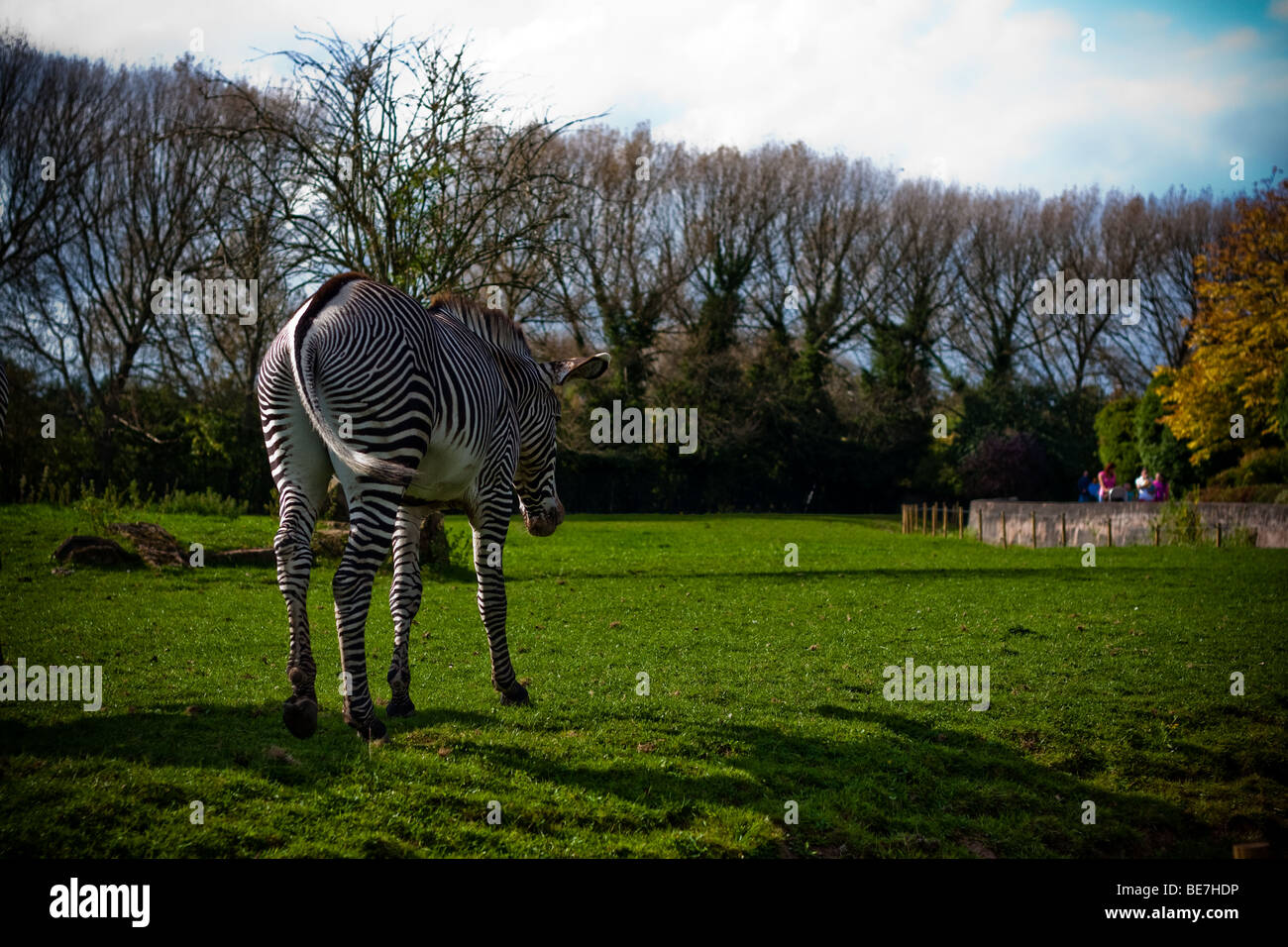 Grévy's Zebra (Equus grevyi Stock Photo - Alamy