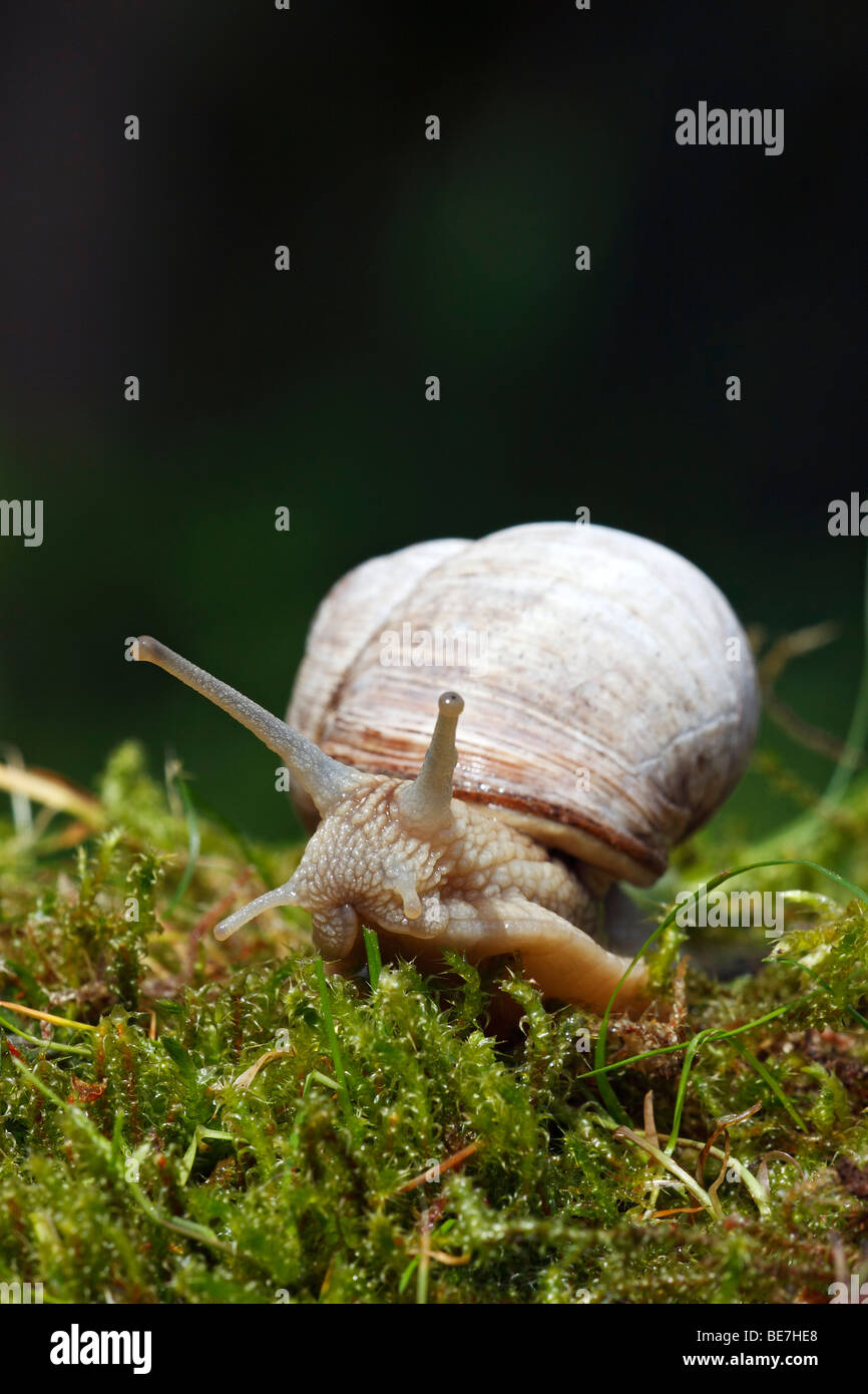 Roman snail, Edible Snail, Burgundy Snail (Helix pomatia Stock Photo ...