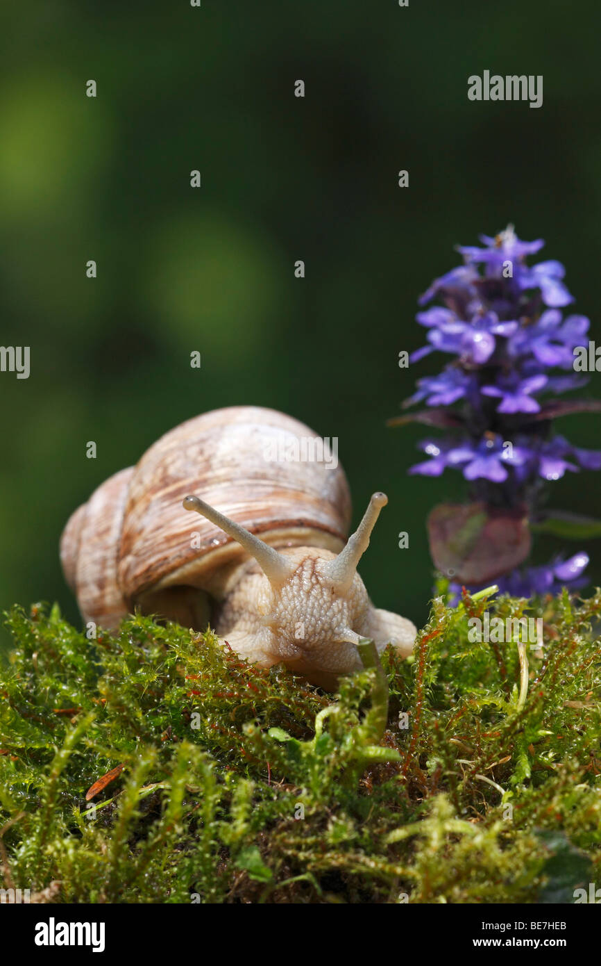 Roman snail, Edible Snail, Burgundy Snail (Helix pomatia Stock Photo ...