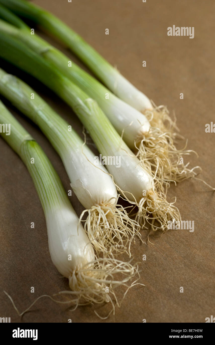 Spring onion, spring onion (Allium fistulosum Stock Photo - Alamy