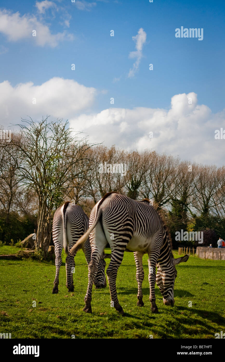 Zoo chester zebra hi-res stock photography and images - Alamy
