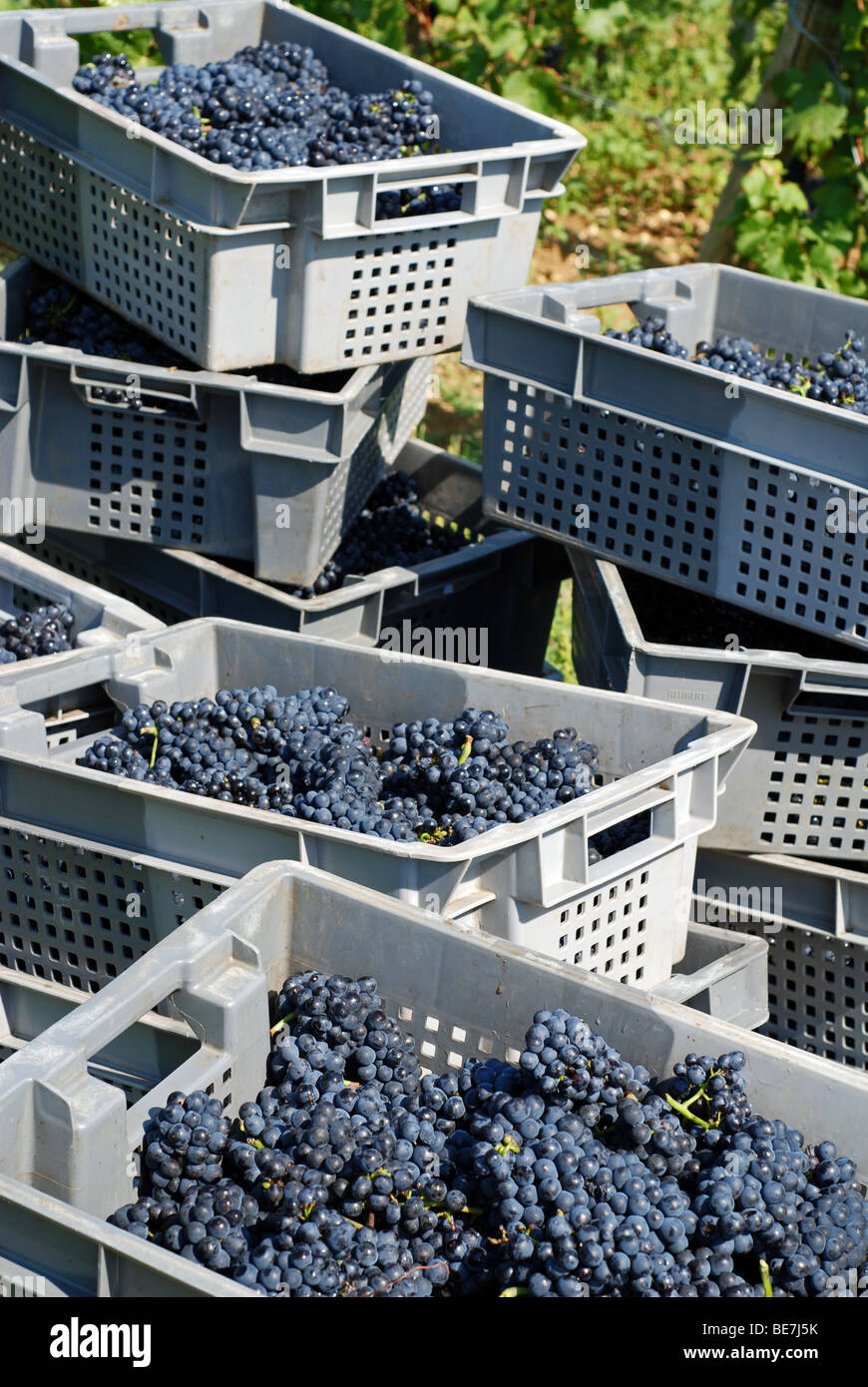 Crates of pinot noir grapes, Chateau de Pommard, Burgundy, France Stock ...