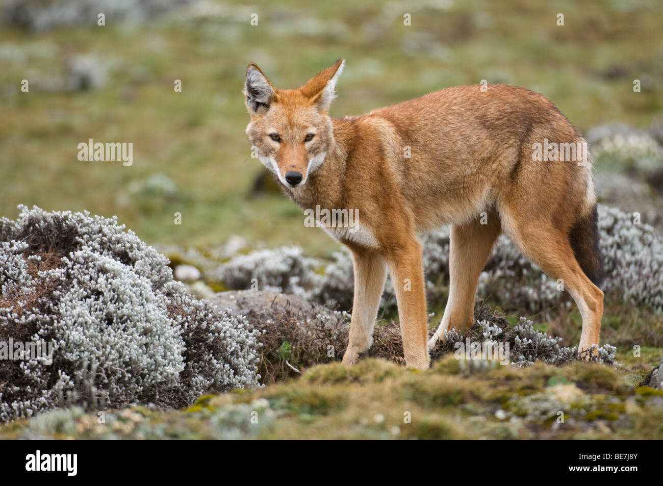 Ethiopian wolf (Canis simensis), Sanetti Plateau, Bale Mountains ...