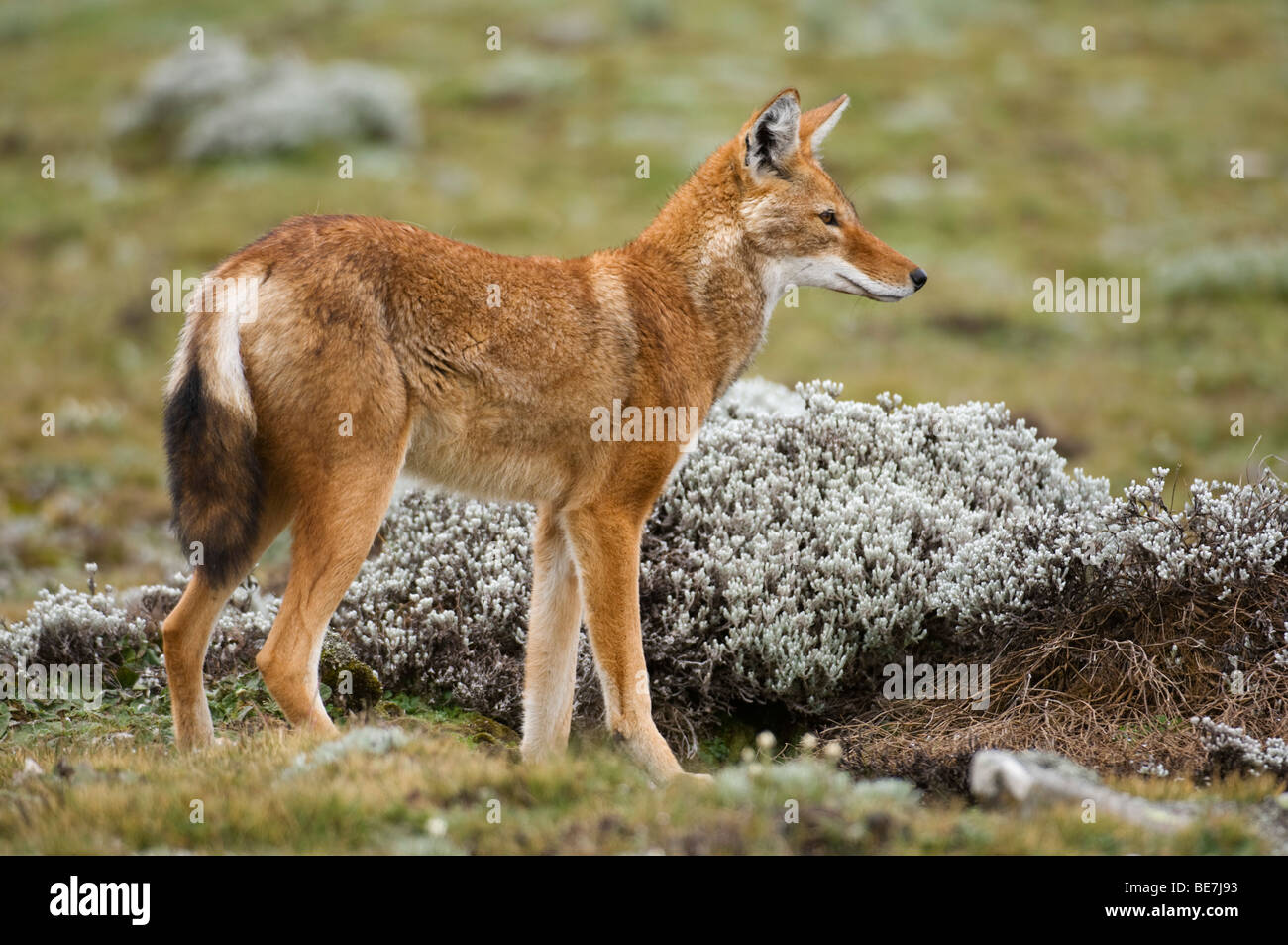 Ethiopian wolf (Canis simensis), Sanetti Plateau, Bale Mountains ...