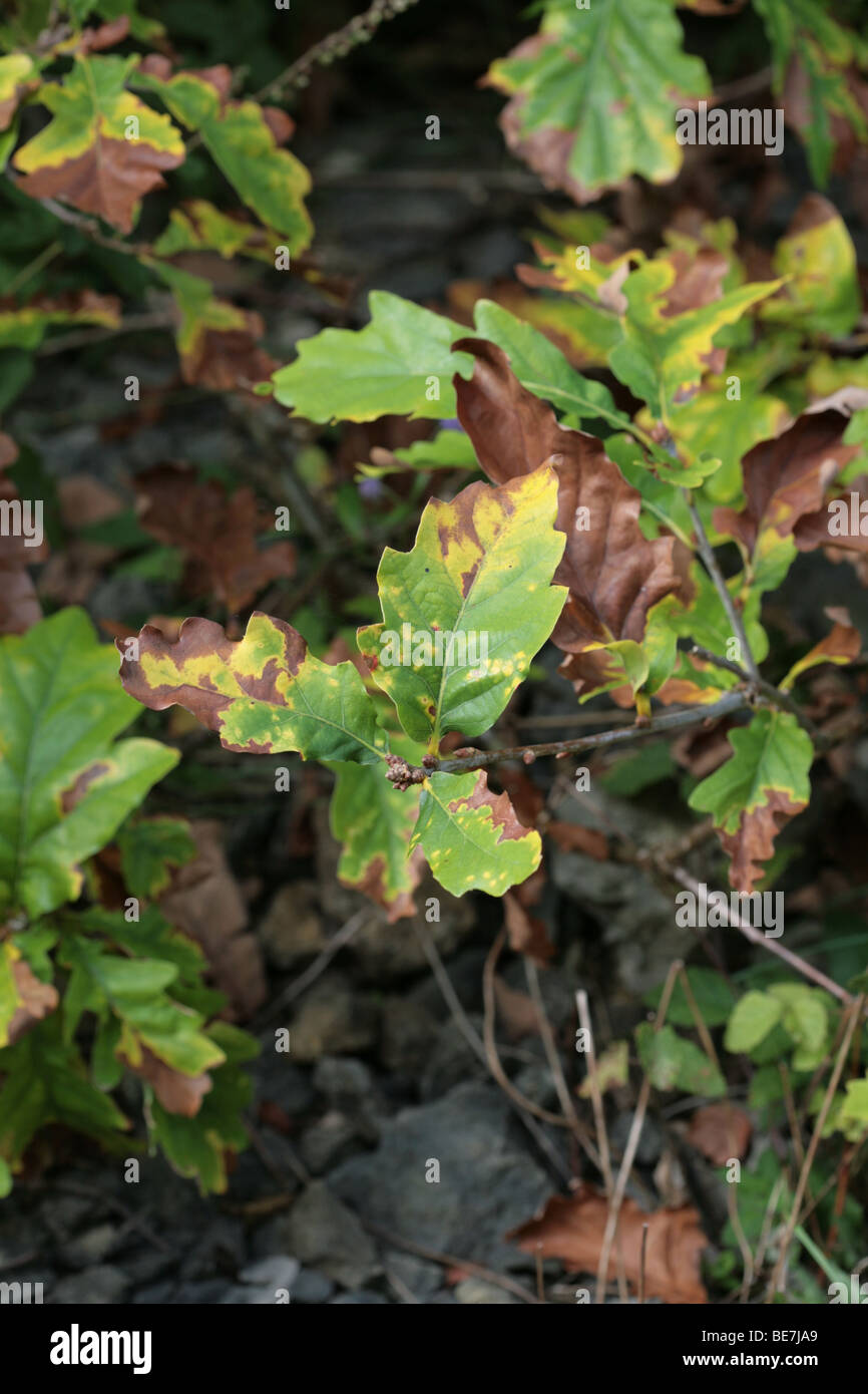 Oak sapling hi-res stock photography and images - Alamy