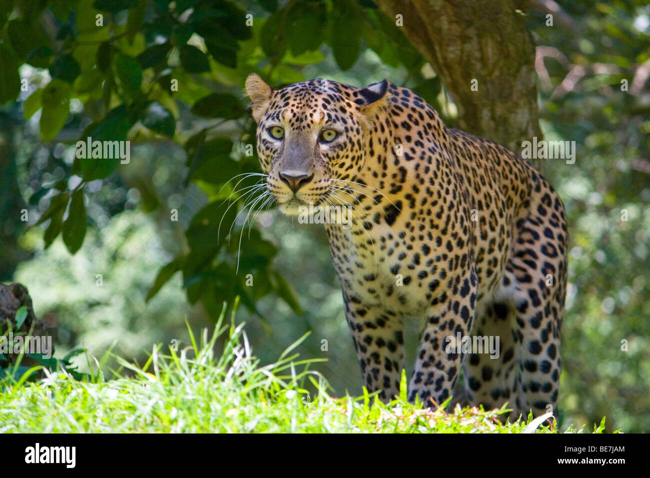 Indian leopard hi-res stock photography and images - Alamy