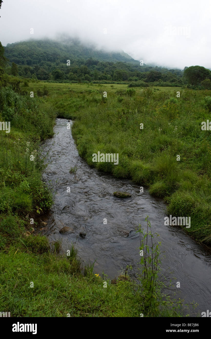 Harenna forest, Bale Mountains National Park, Ethiopia Stock Photo - Alamy