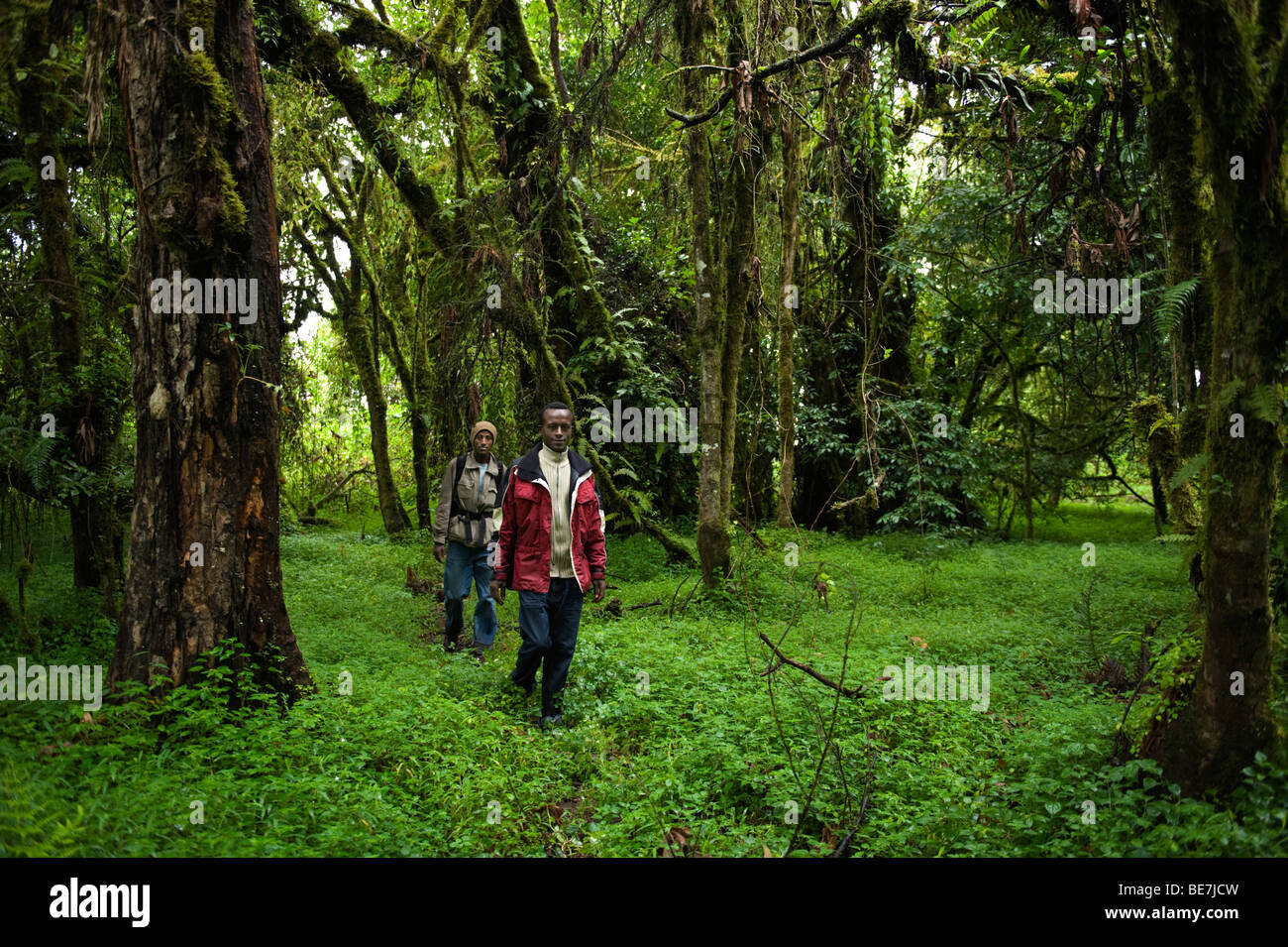 Hiking in Harenna forest, Bale Mountains National Park, Ethiopia Stock ...