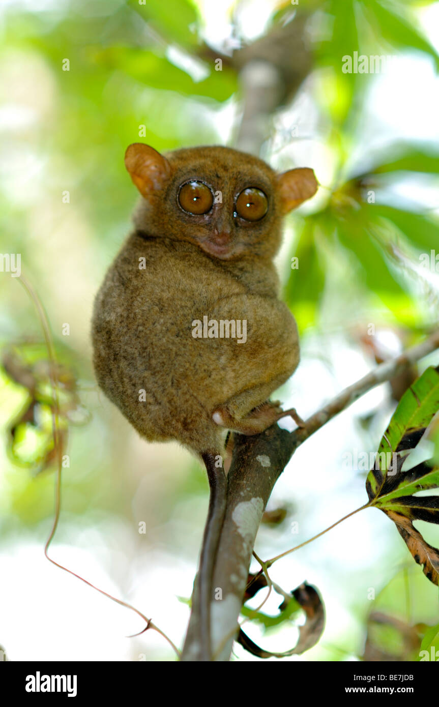tarsier visitors centre corella bohol philippines Stock Photo - Alamy