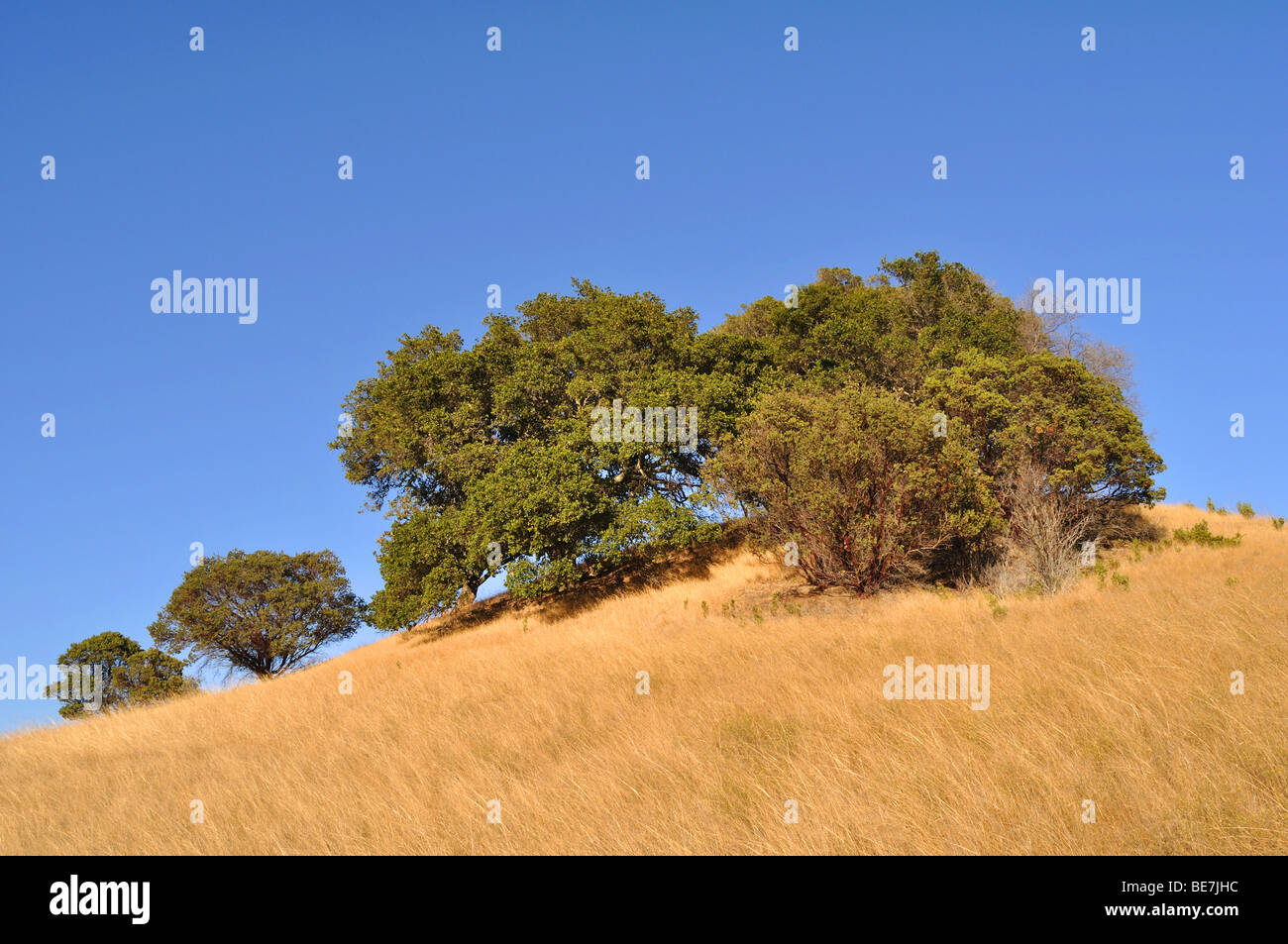 Small clump of trees hi-res stock photography and images - Alamy