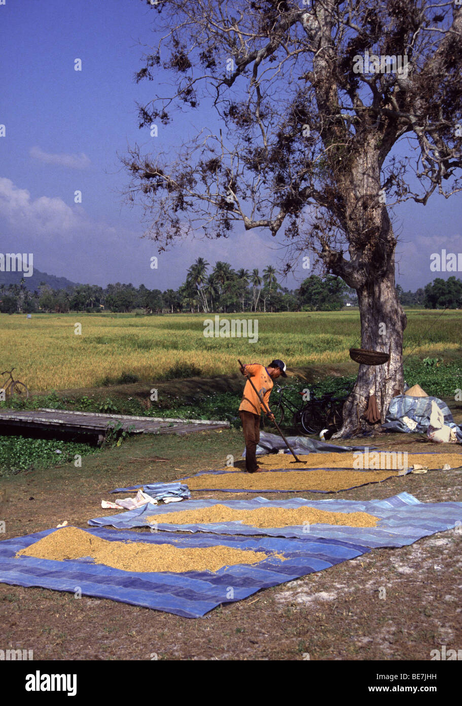 Spreading rice to dry hi-res stock photography and images - Alamy