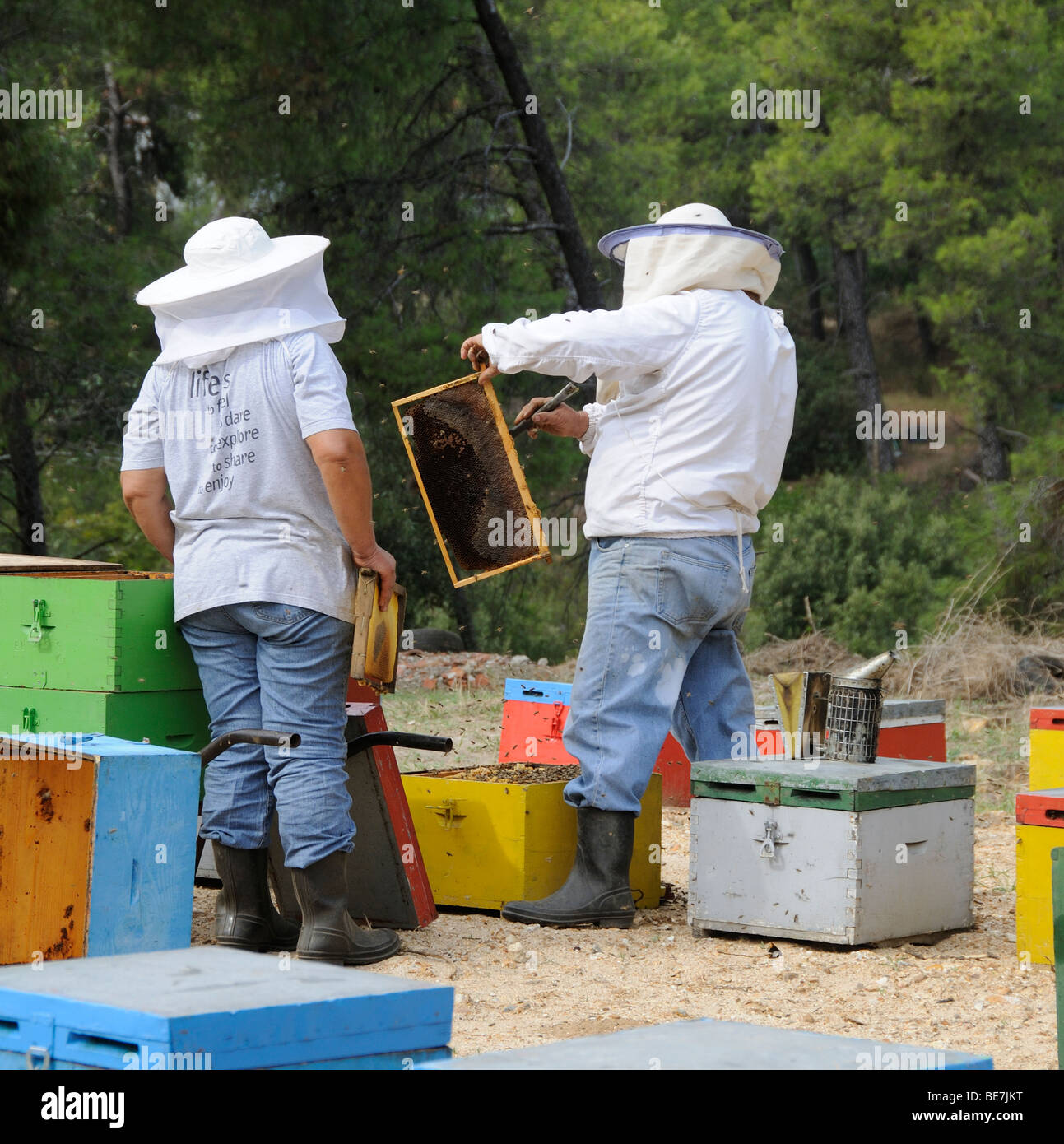 Beekeepers collecting honey from colourful beehives situated close to ...