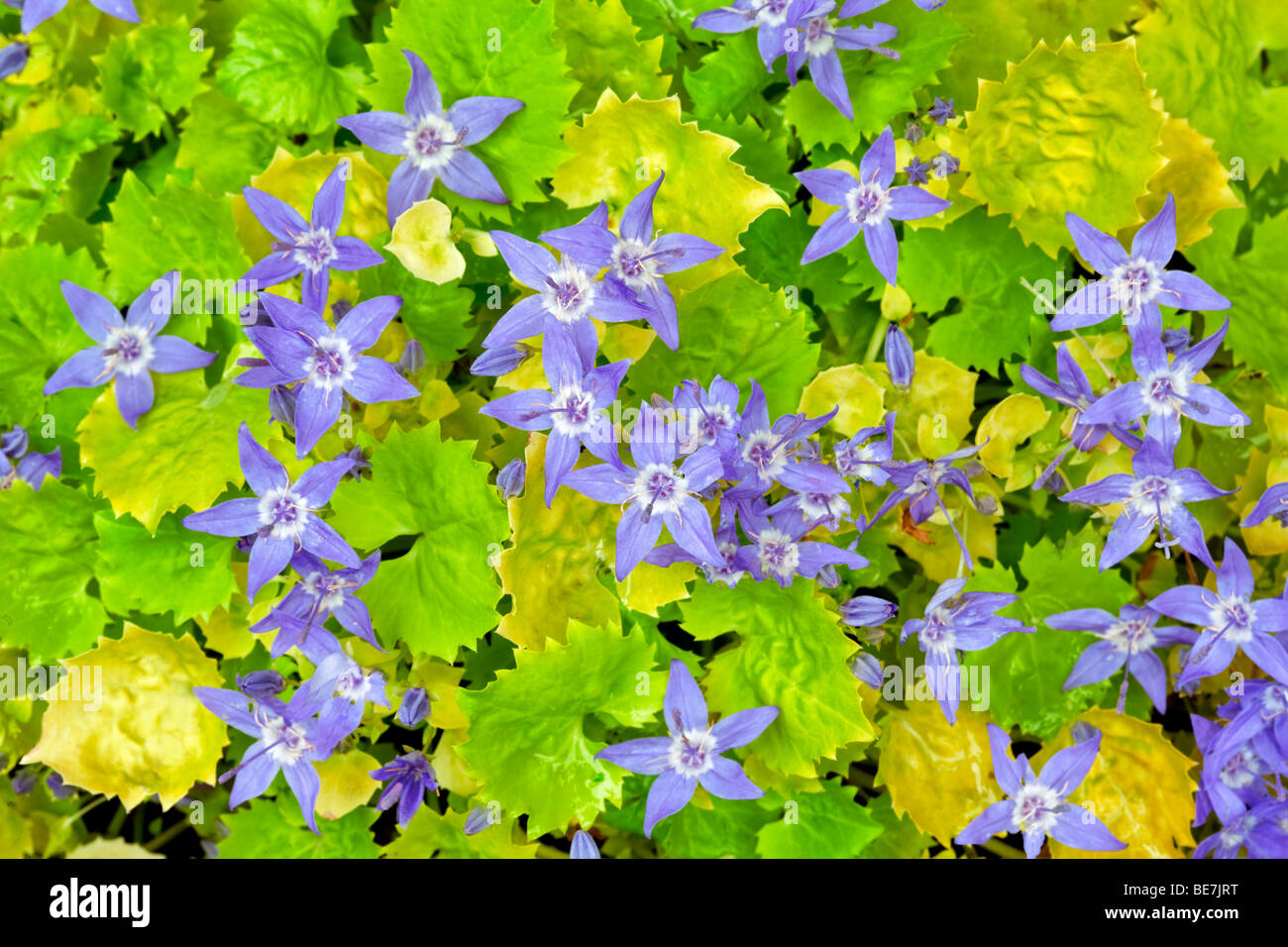Campanula 'dickson's gold' hi-res stock photography and images - Alamy
