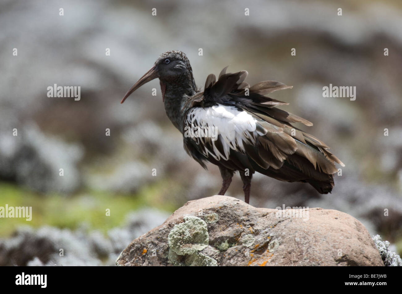 Wattled ibis (Bostrychia carunculata), Sanetti plateau, Bale Mountains ...