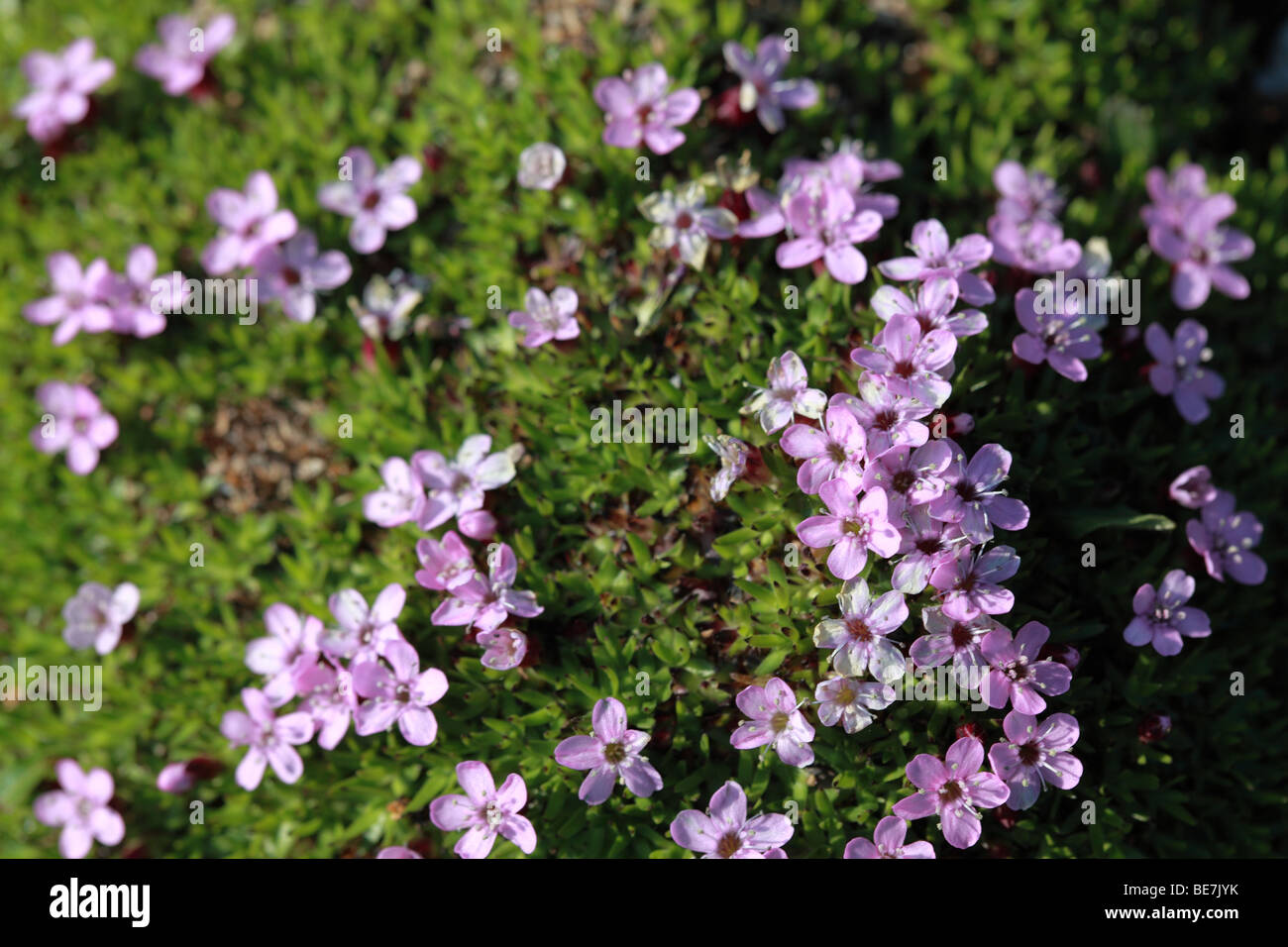 Flora of the arctic hi-res stock photography and images - Alamy