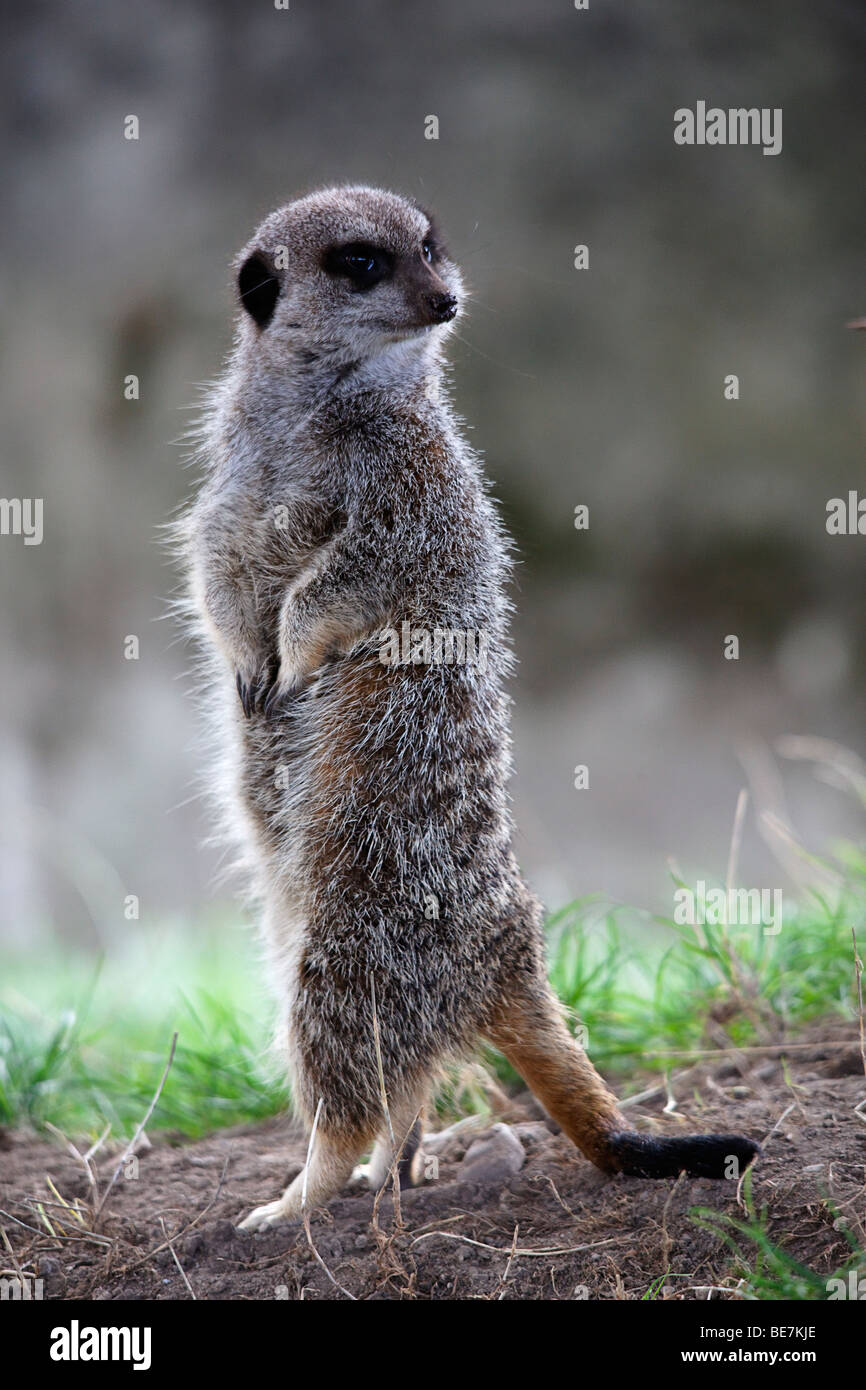 Slender Tailed Meerkat portrait (Suricata suricata Stock Photo - Alamy