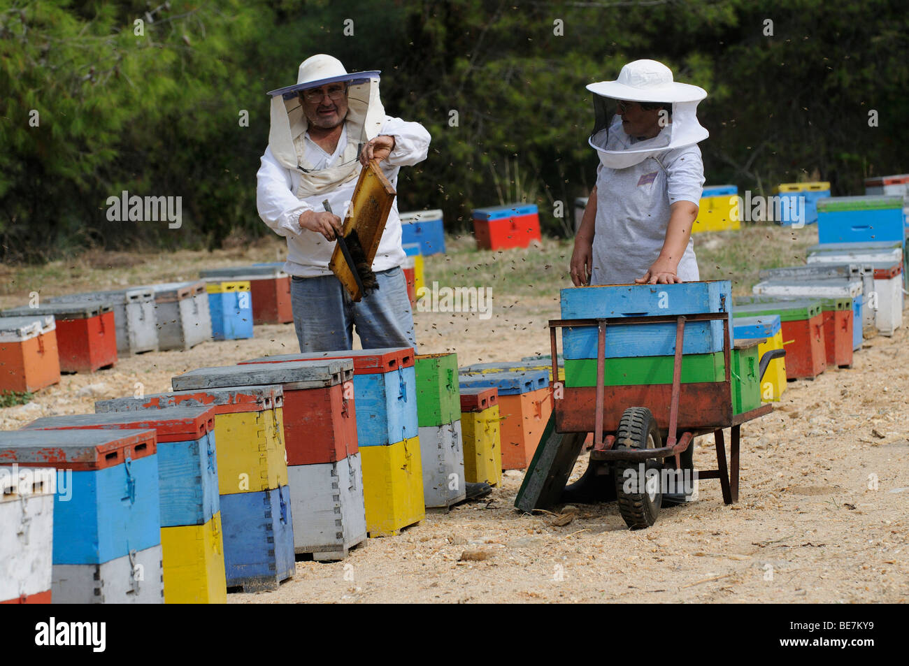 Beekeepers collecting honey from colourful beehives situated close to ...